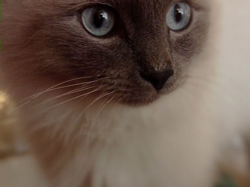 Кот породы "Невская маскарадная"