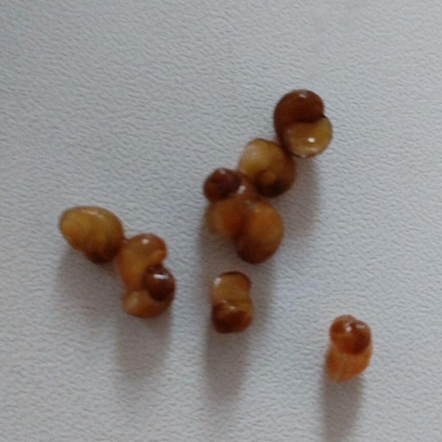 Улитки ампулярии маленькие