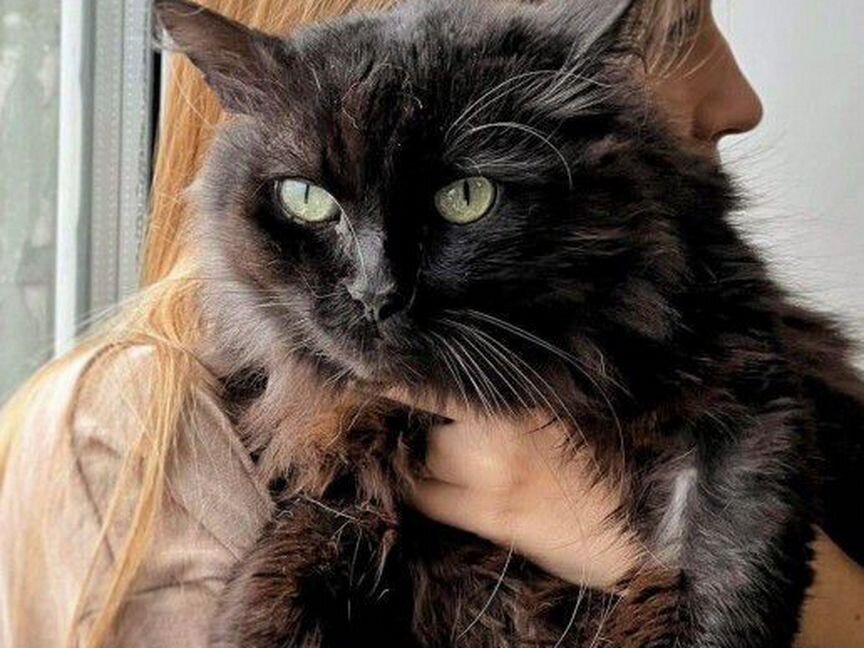 Он знает что такое предательство хозяев