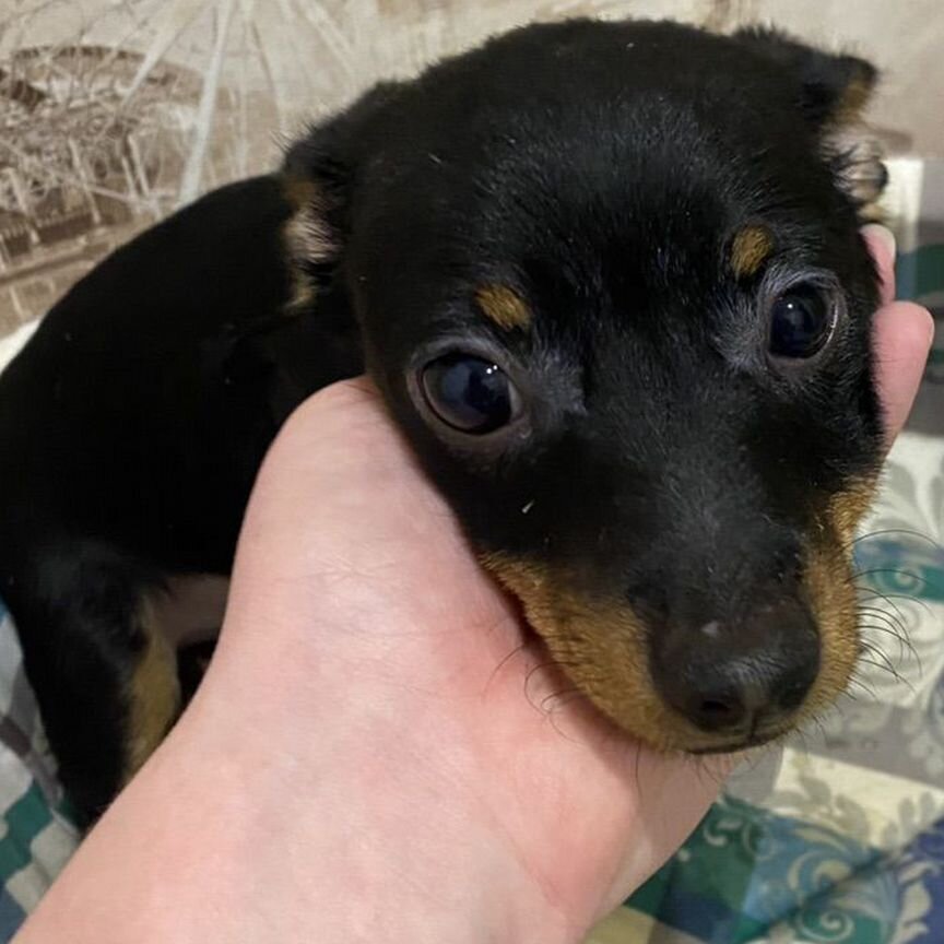 Русский той-терьер, щенок