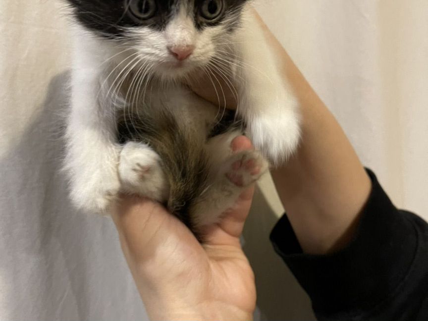 Кошка