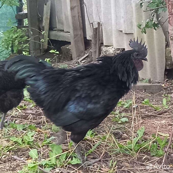 Петух Ухей Илюи