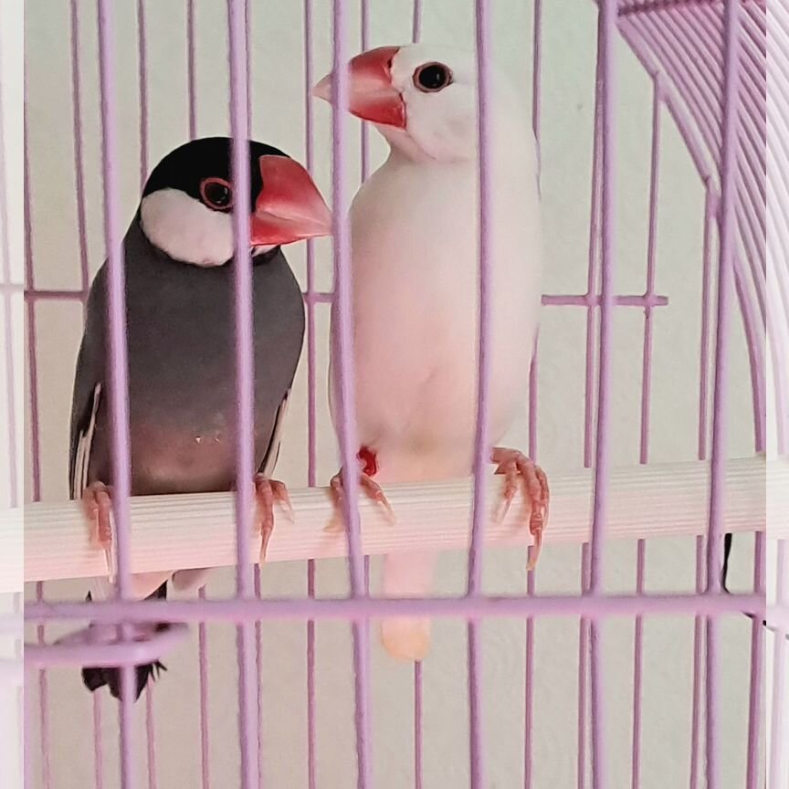Певчие птицы