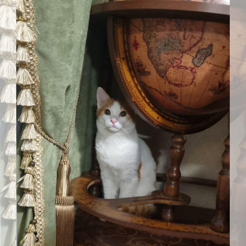 Котик ищет дом