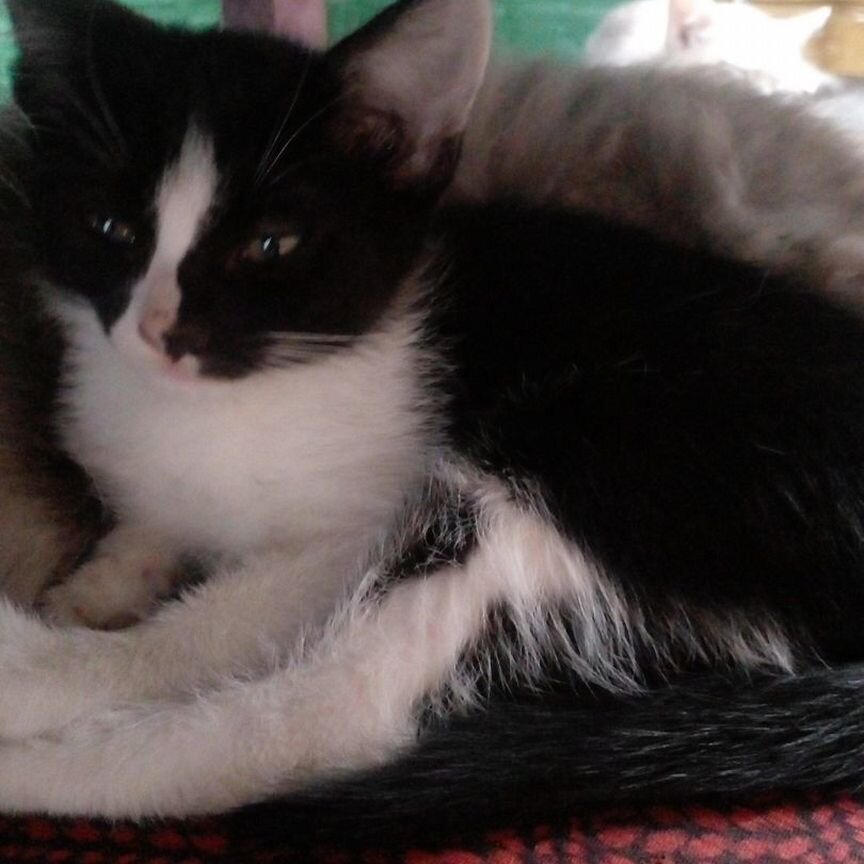Отдадим котят в хорошие руки