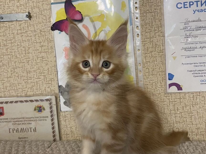 Бах. Котенок мен-кун