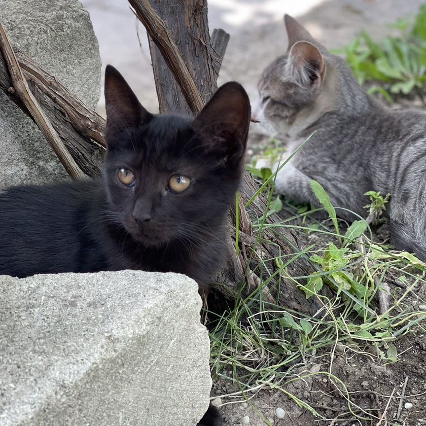 Котята в добрые руки