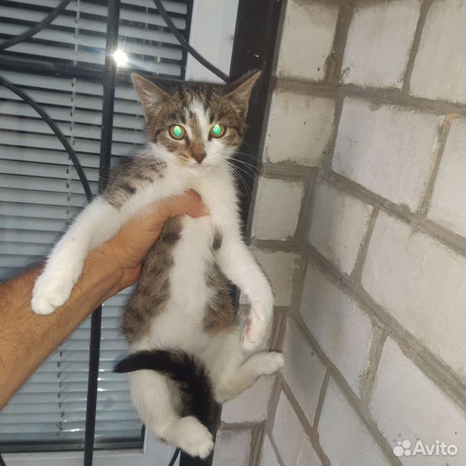 Котенок крысолов