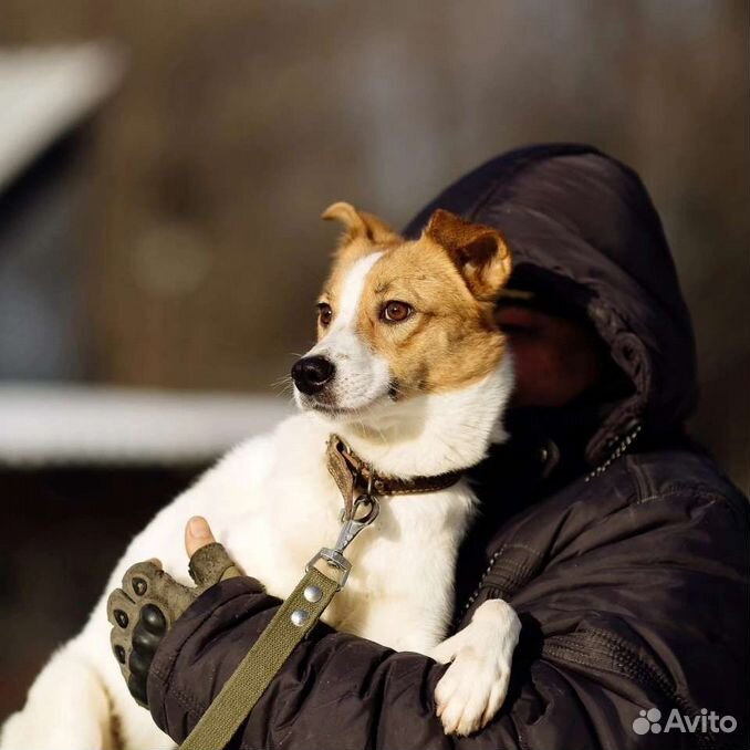 Найда ищет семью