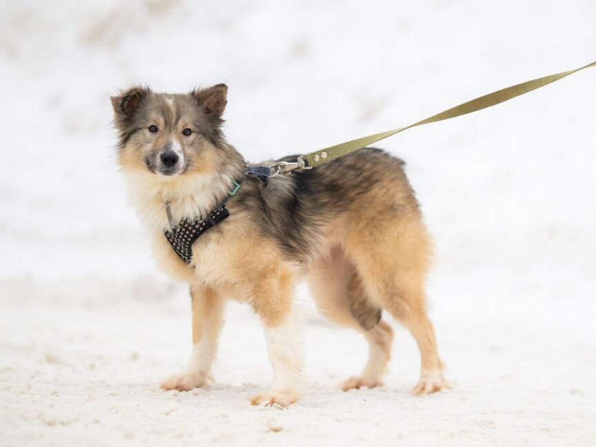 Собака Легенда в добрые руки