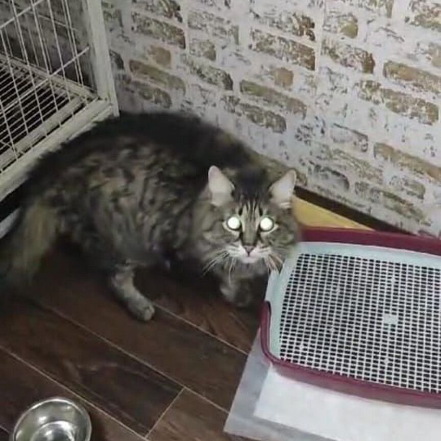 Котик с подъезда