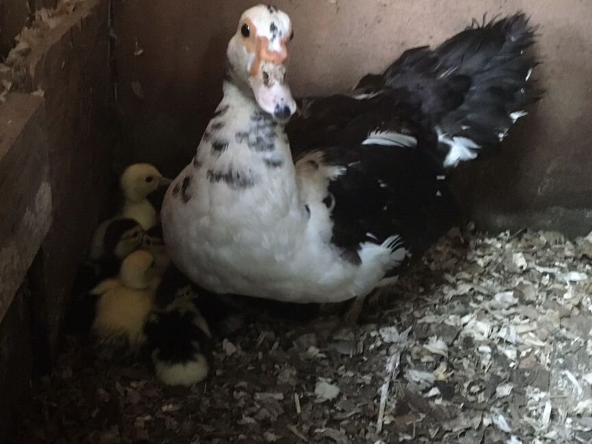 Утята индоутки