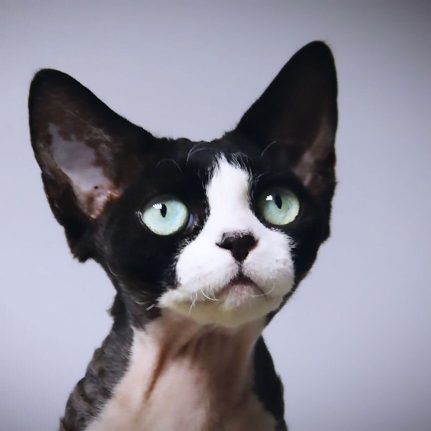 Котик девон-рекс
