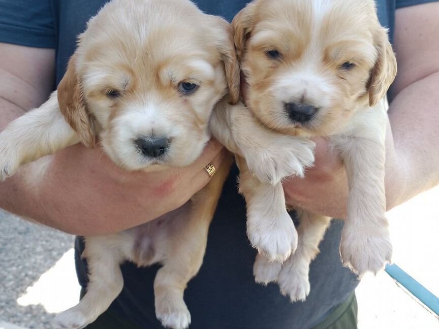 Щенки русского спаниеля