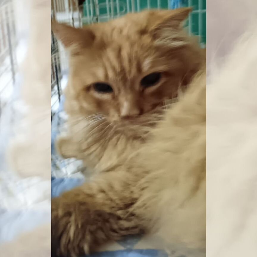Выживает кошка в ледяном заброшенном доме