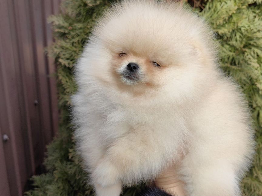 Счастье в дом