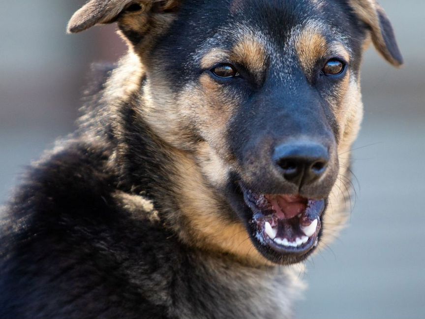 Милая Плюша ищет дом