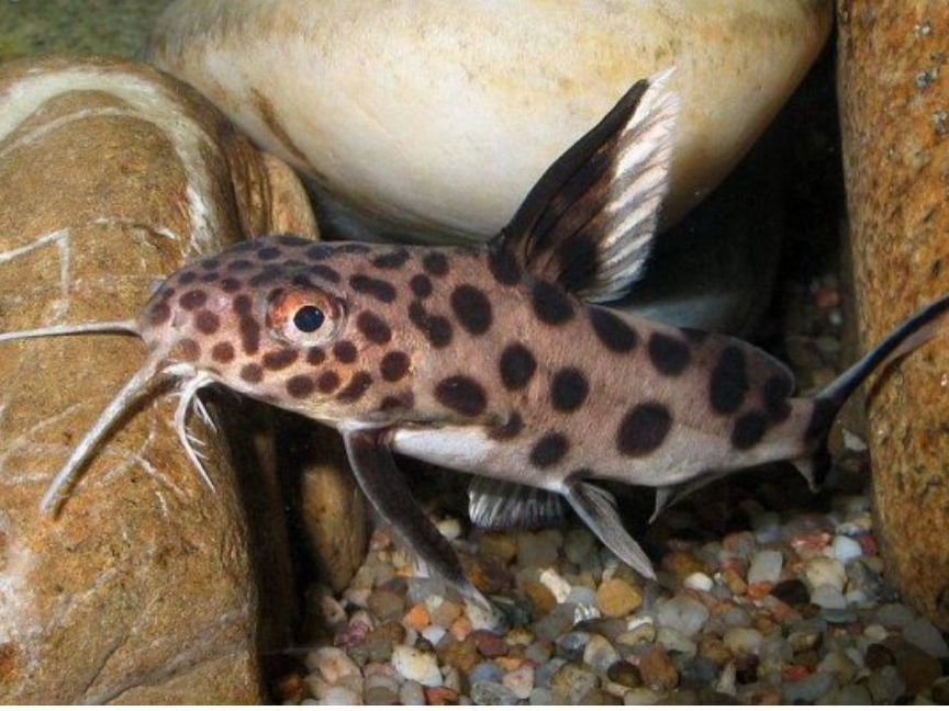 Мистус и Синодонтис