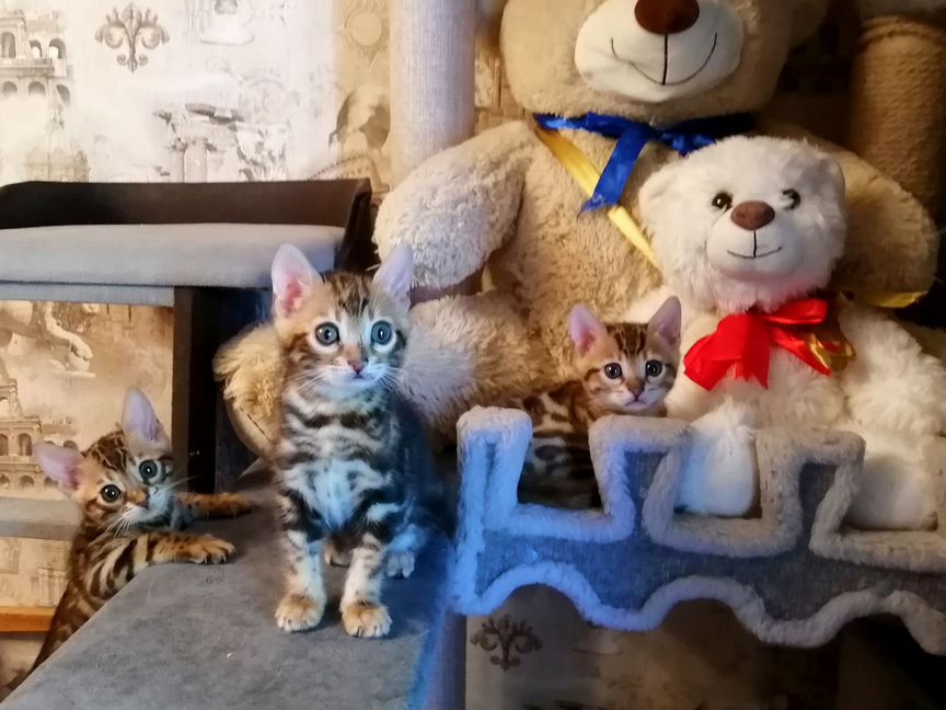 Бенгальские котята