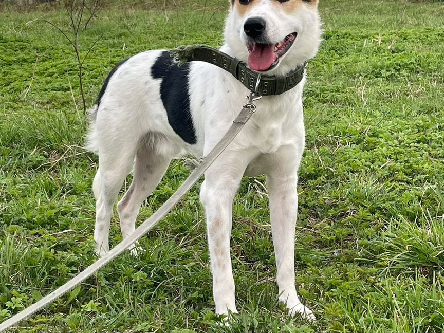 Собака - улыбака