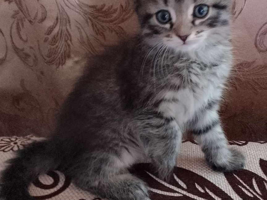 Вислоухие котята (не чистокровные)