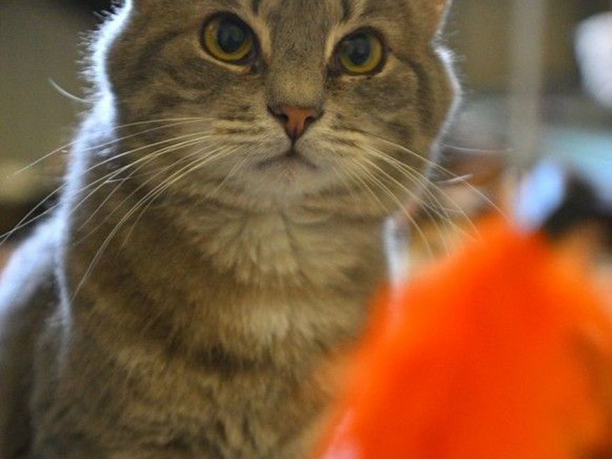 Кот Наполеон