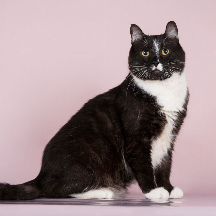 Джентельмен Панголин ищет дом