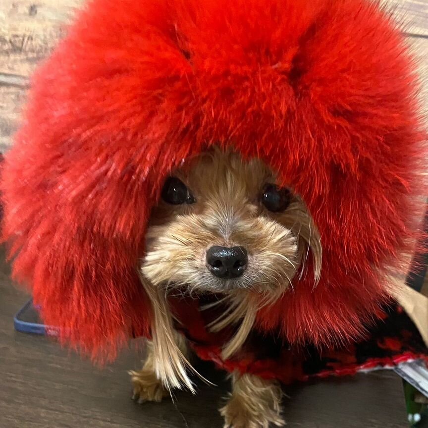 Норковая шубка доя собачки