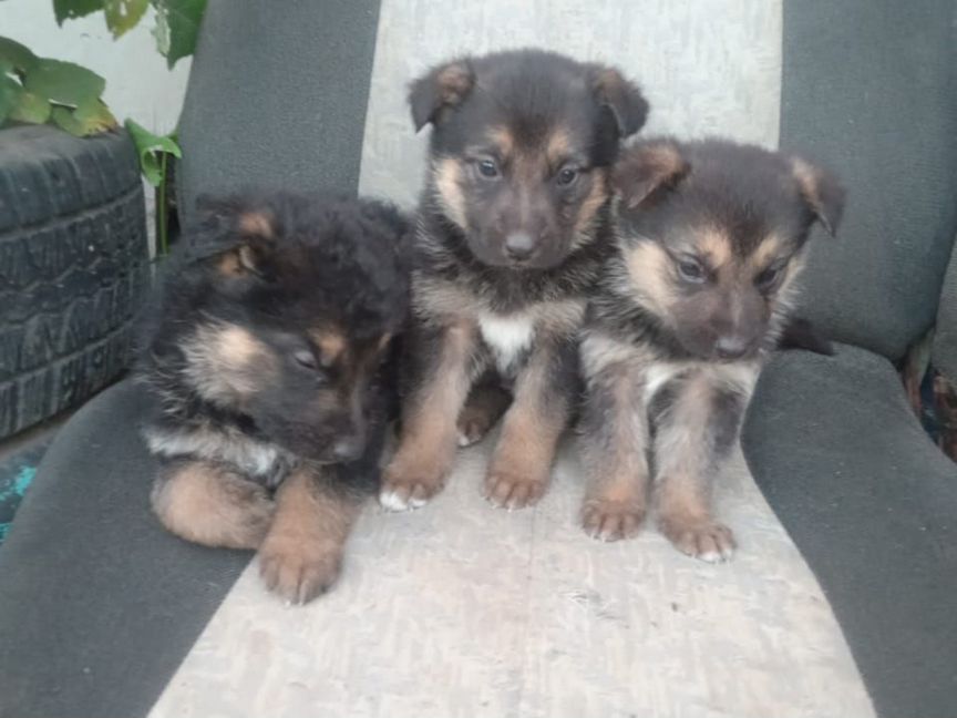 Немецкая овчарка