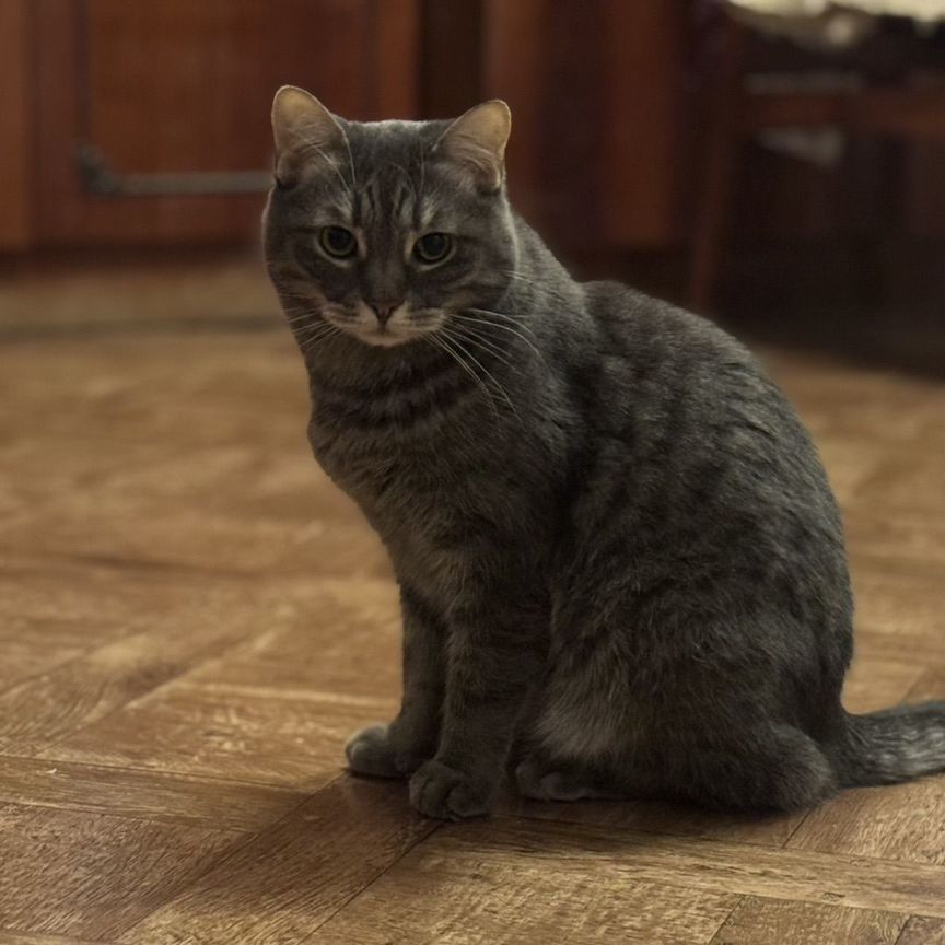 Британские котята бесплатно
