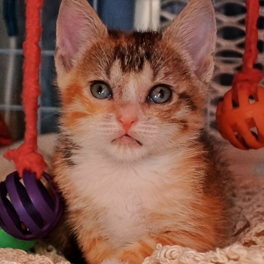 Котёнок от частного владельца