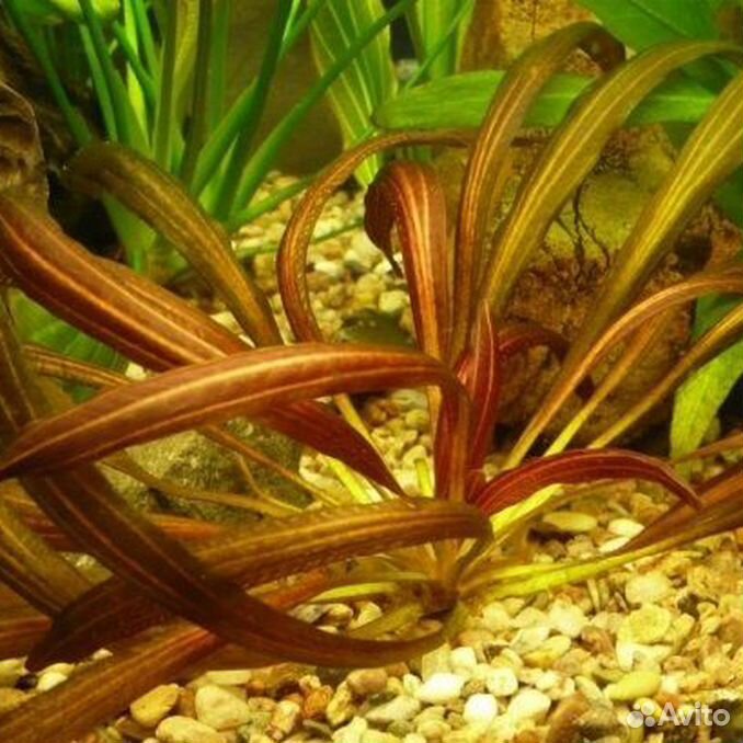 Эхинодорус рубин (Echinodorus Rubin)