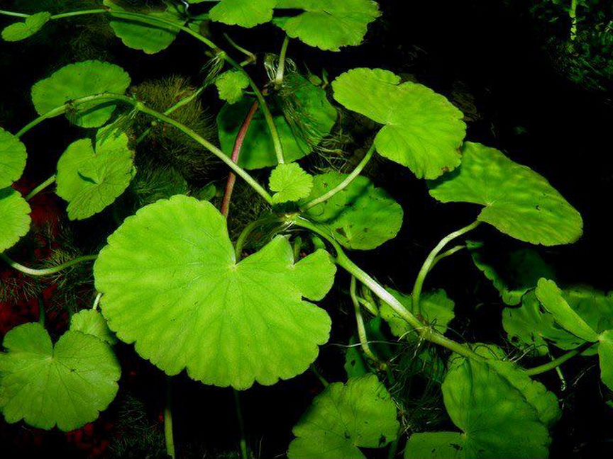 Аквариумные растения прополка