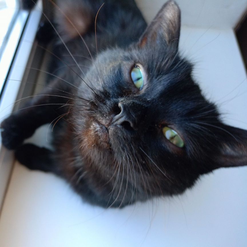 Взрослая, кошка в добрые руки