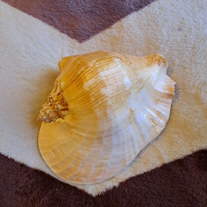 Большая ракушка для аквариума