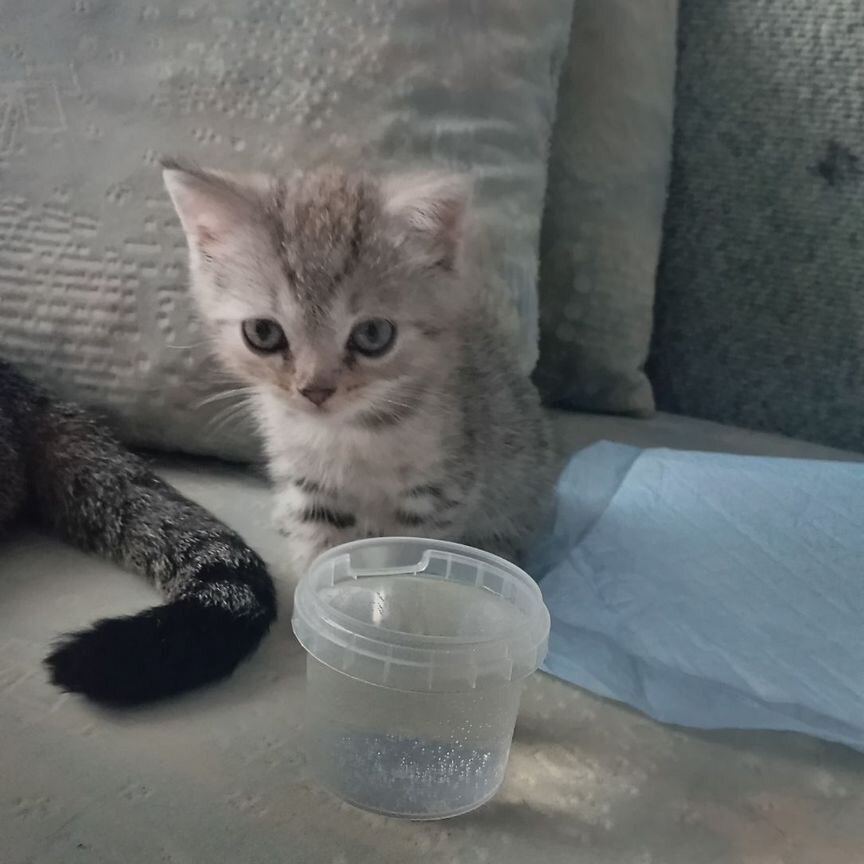 Шотландский вислоухий короткошёрстный котёнок