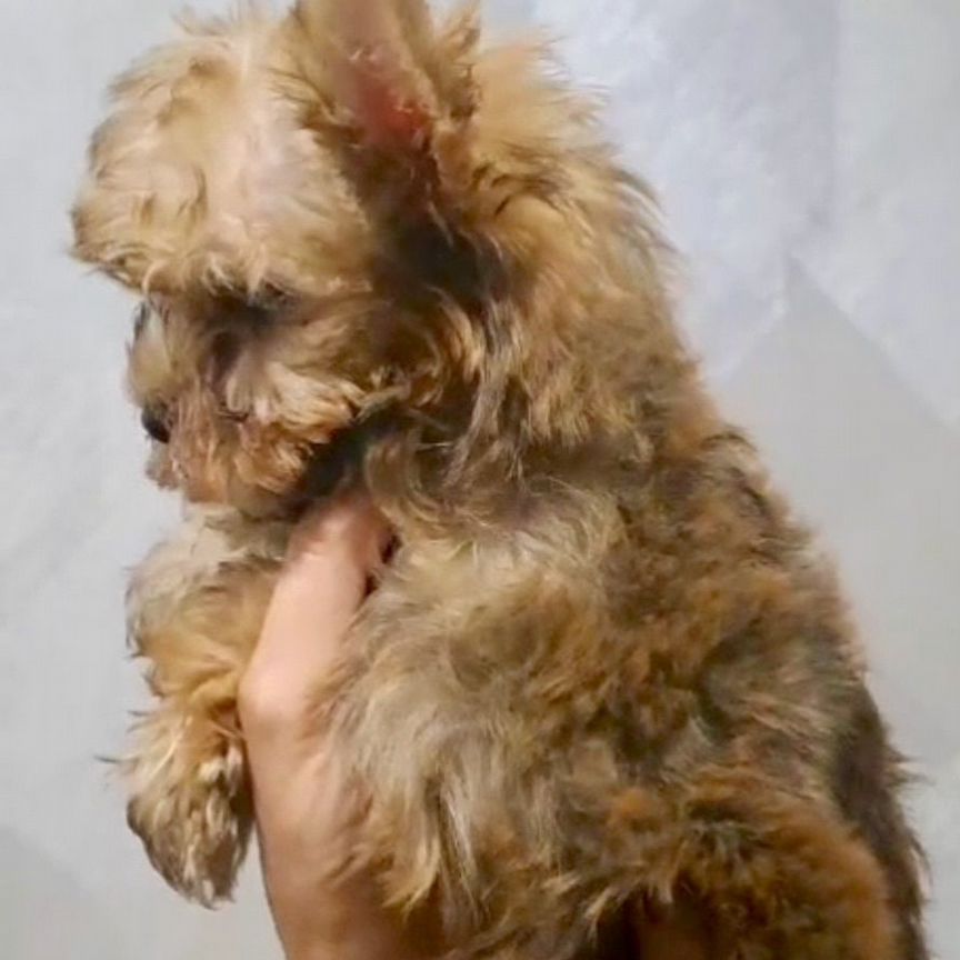 Цветные йорки