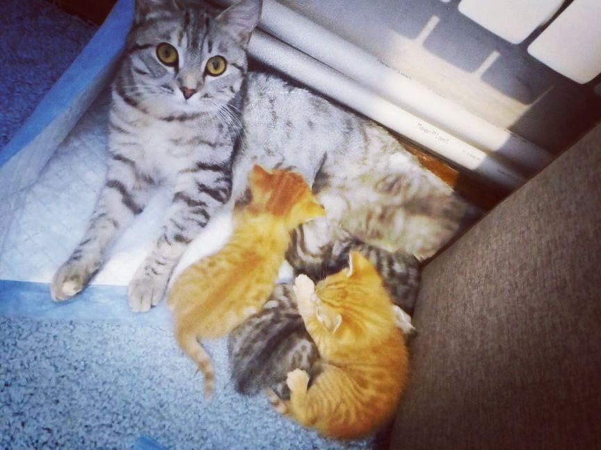 Котята бесплатно