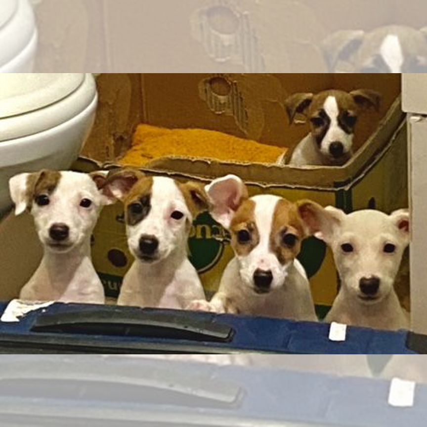 Джек-рассел-терьер, щенок