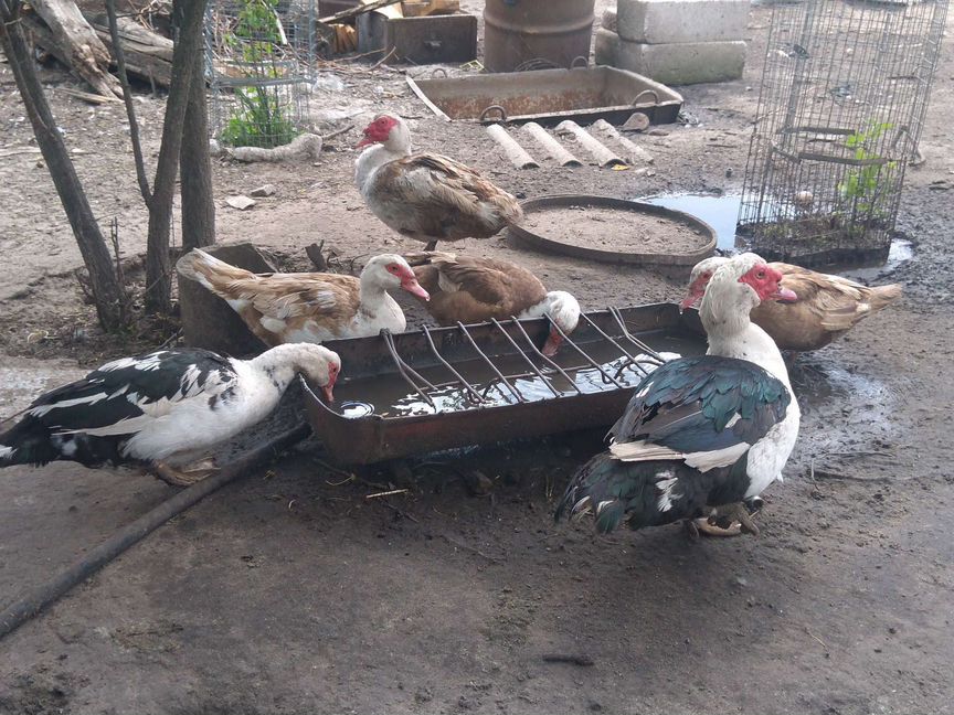 Утки шипуны