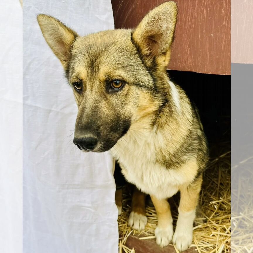 Щенок в добрые руки