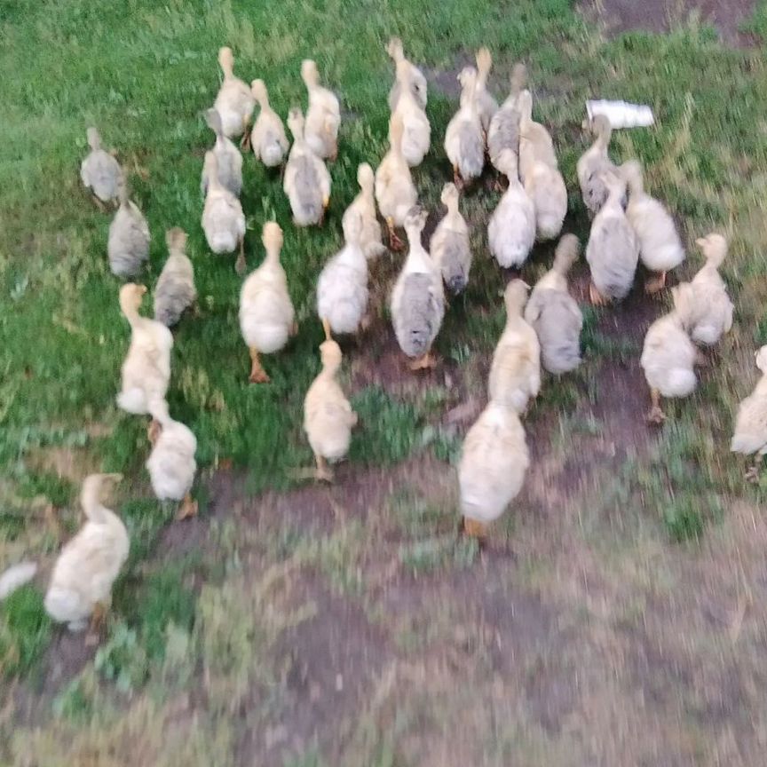 Домашняя птица утята