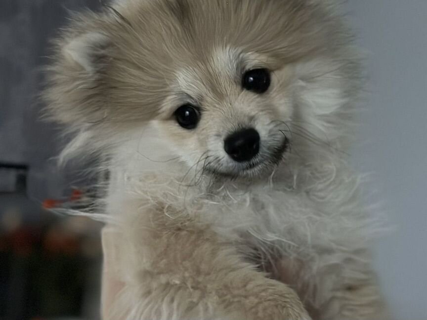 Померанский шпиц