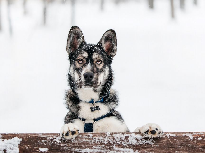 Хэппи в поисках дома