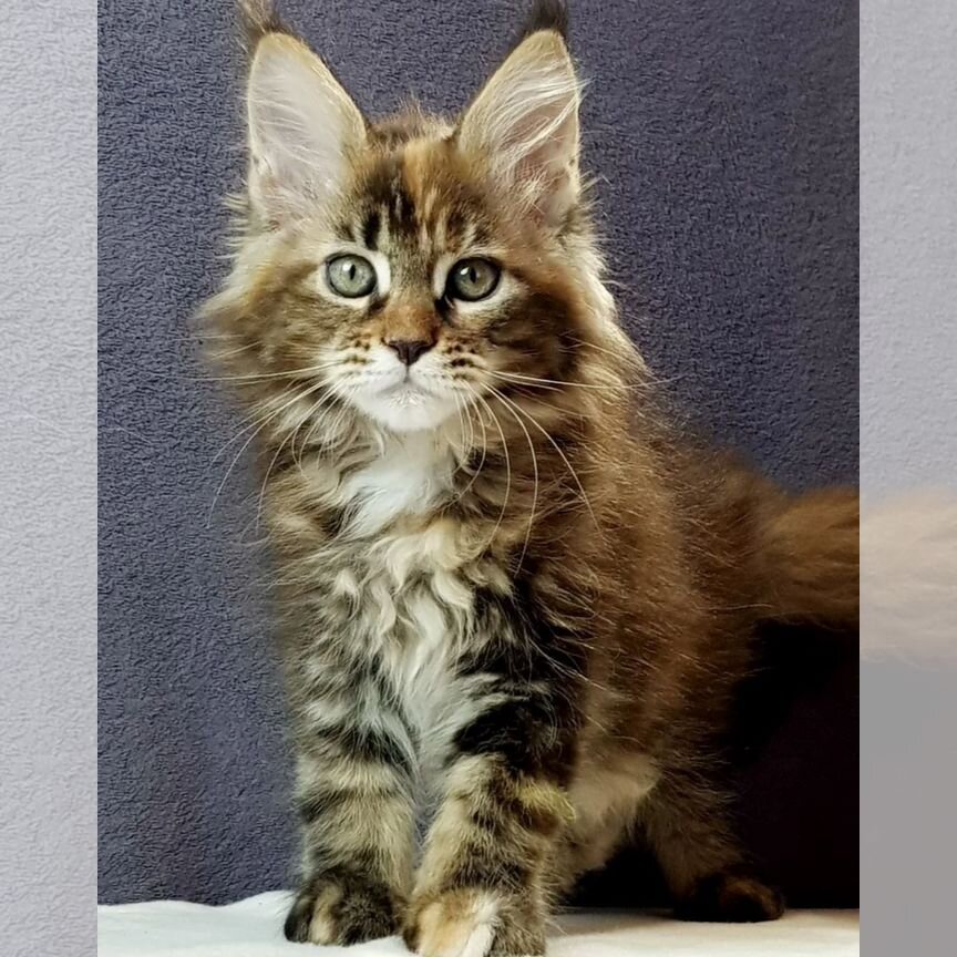 Мейн-кун котёнок