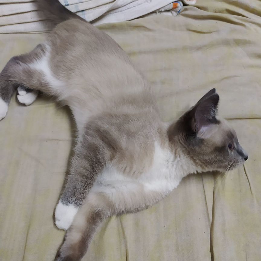 Кошка, отдам в хорошие руки