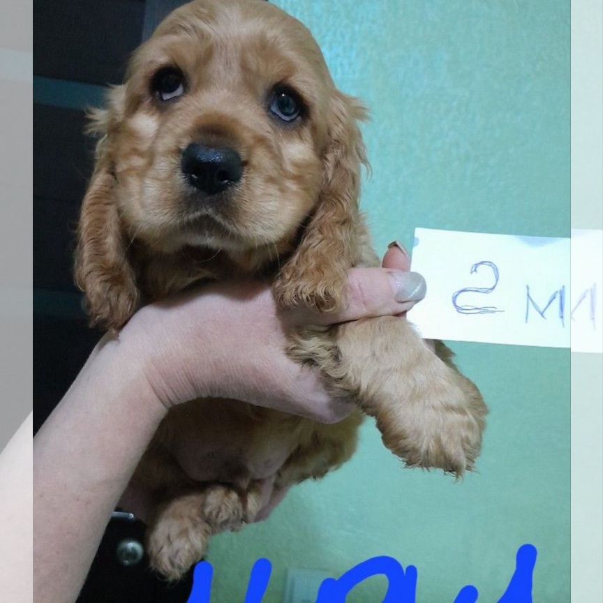 Английский кокер-спаниель, щенок