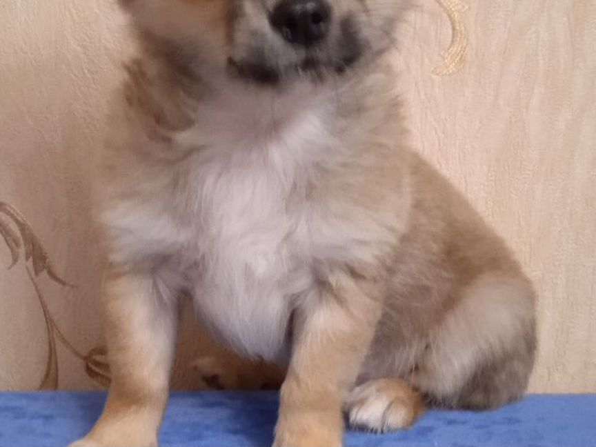 Щенки чихуахуа голубой соболь