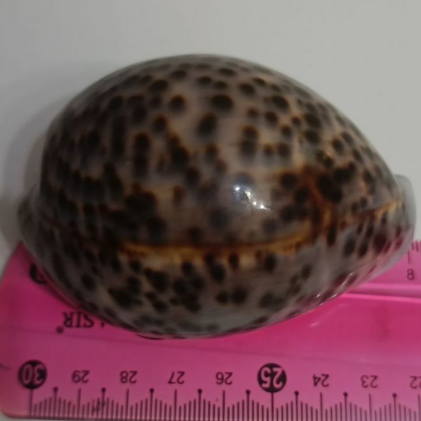 Ракушка (Ципрея)