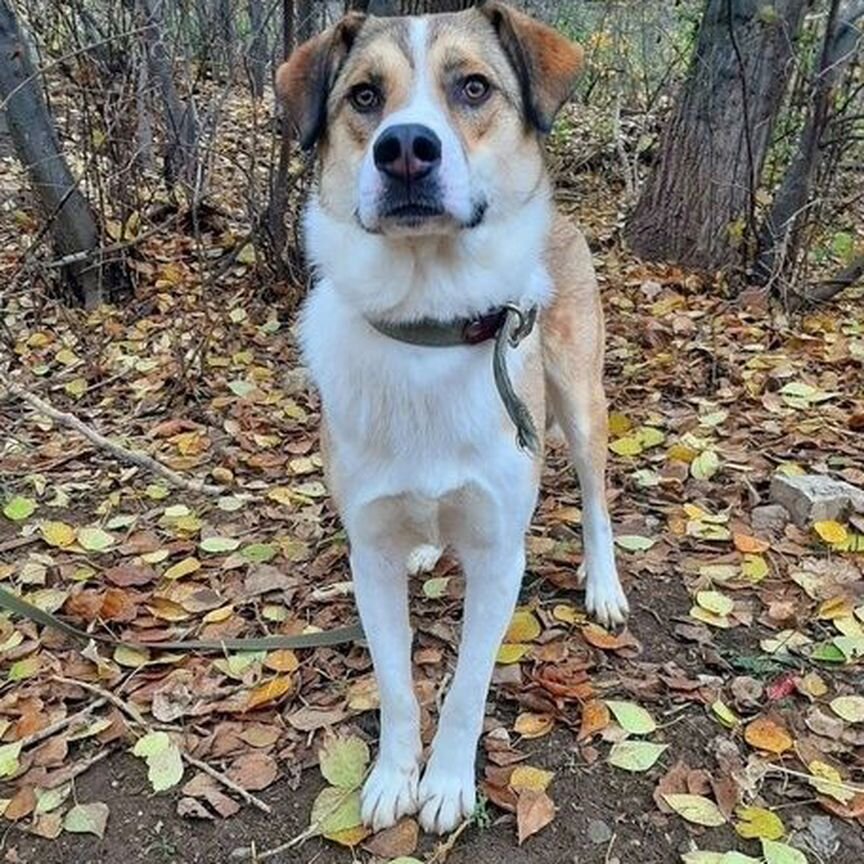 Собачка в добрые руки